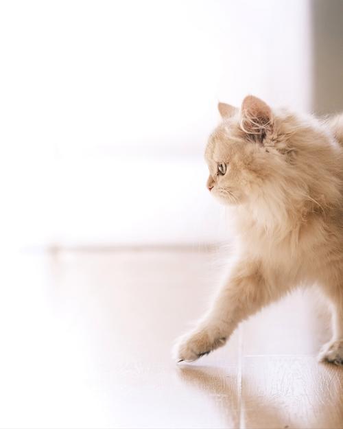 zsy0小奶猫