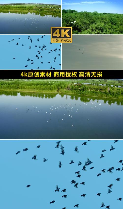 有鸟视频