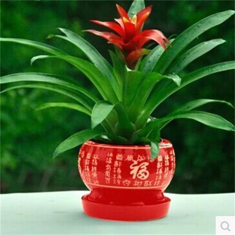 红星花截图