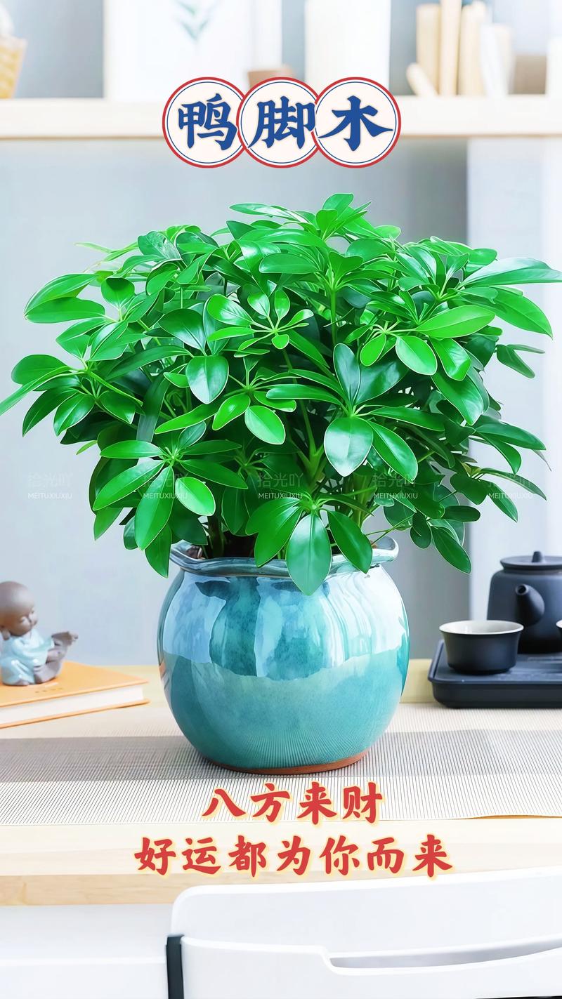 摇钱树图片 盆栽图标