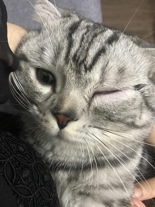 小猫眼睛睁不开图标