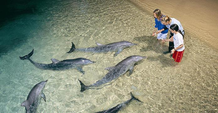 安卓dolphin怎么设置中文图标