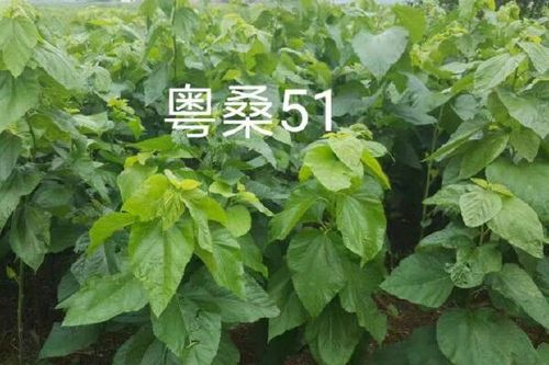 养蚕哪种桑树品种最好图标