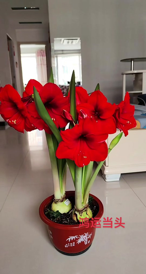 鸿运是哪个红图标