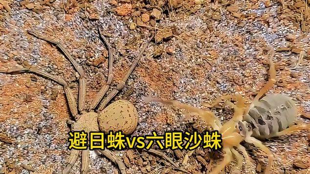 螳螂vs六眼沙蛛图标