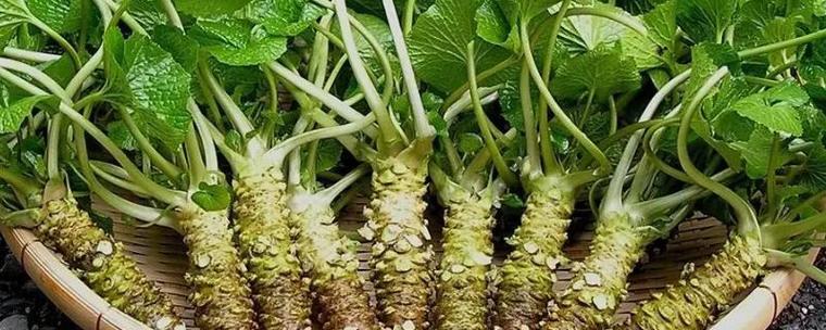 芥末植物长什么样