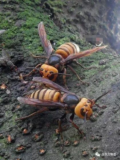 世界上最大的蜜蜂是什么蜂图标