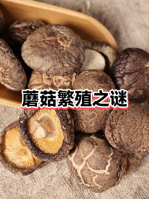 两个蘑菇是什么品牌图标
