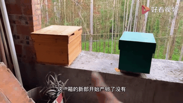 人工分蜂方法视频截图
