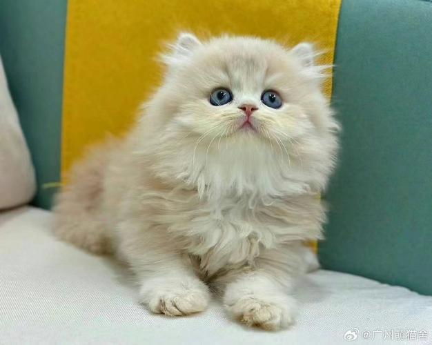矮脚猫拿破仑多少钱一只图标