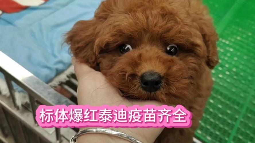 爆红泰迪截图