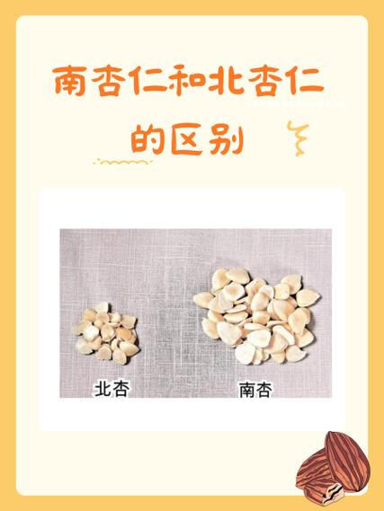 杏仁和北杏仁有什么不同图标