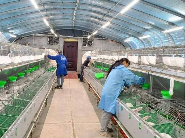 养兔大棚500只建造价格多少图标