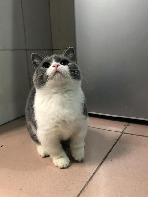 矮脚猫有几个品种截图
