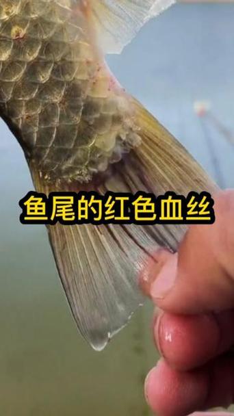 寄生在鱼尾巴上的虫子图标