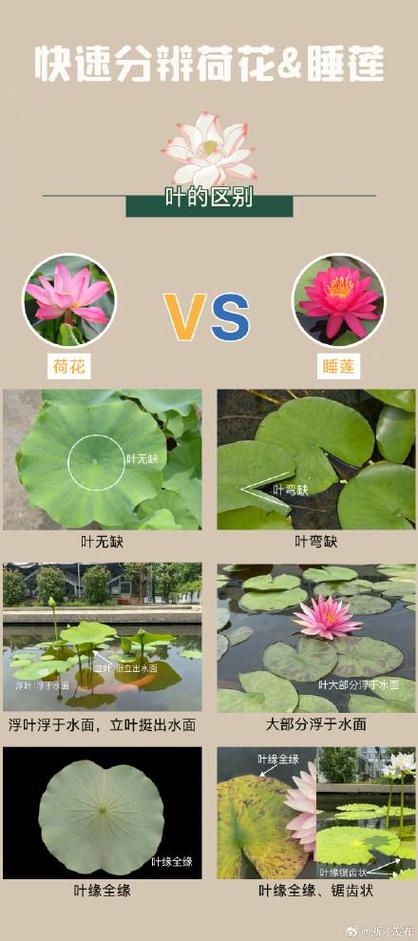 荷花与睡莲的区别