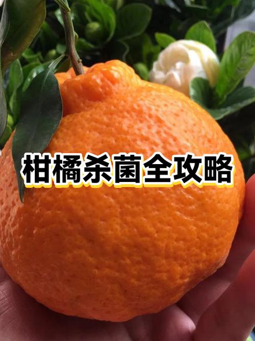 柑橘流胶最怕三个东西图标