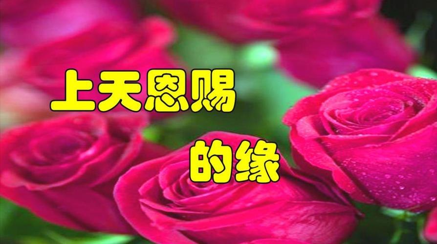 天恋情缘图标