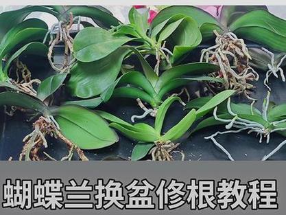 蝴蝶兰的换盆方法图标