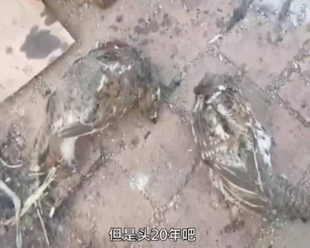 野鸟啄过的肉截图