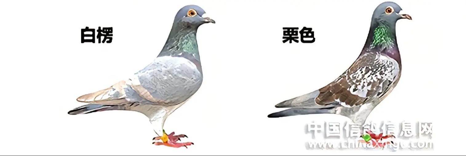 鸽子怎么配对最快图标