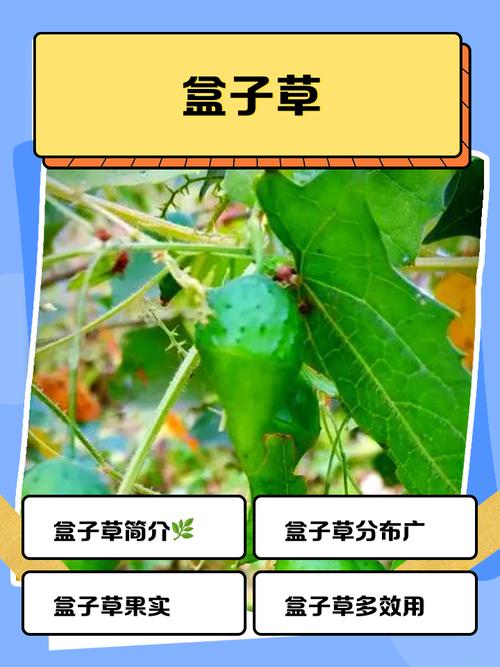 草呱盒子下载截图