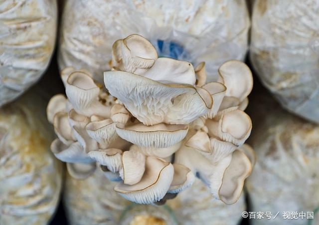 蘑蘑菇什么性格好图标