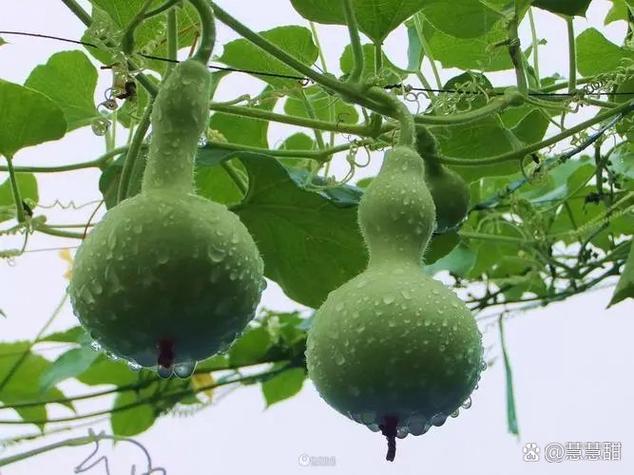 葫芦是怎么长成的图标