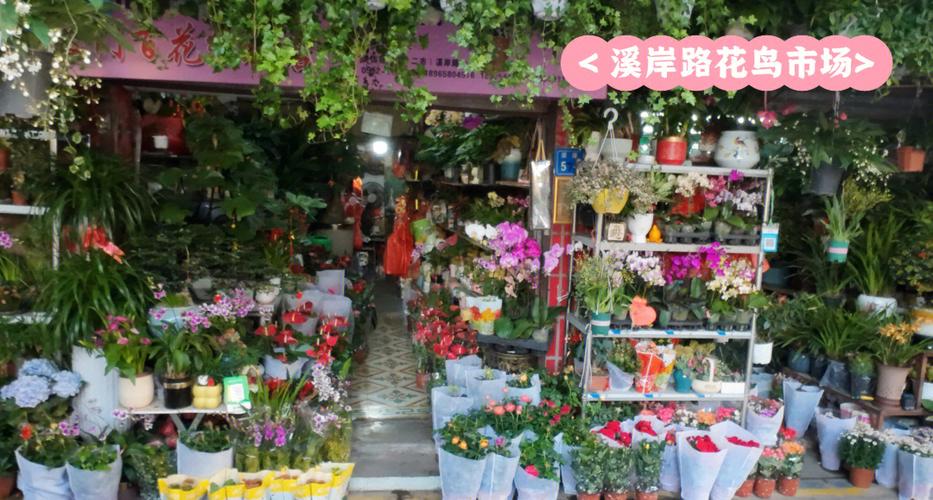 附近哪里有花鸟市场(最近在哪)图标