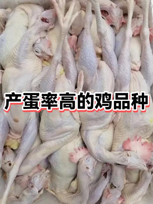 什么蛋鸡产蛋率最高图标