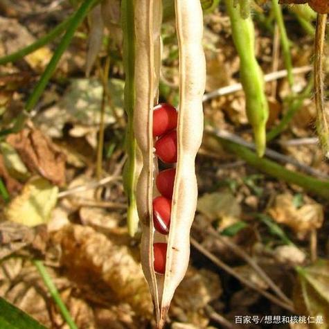 大红豆截图