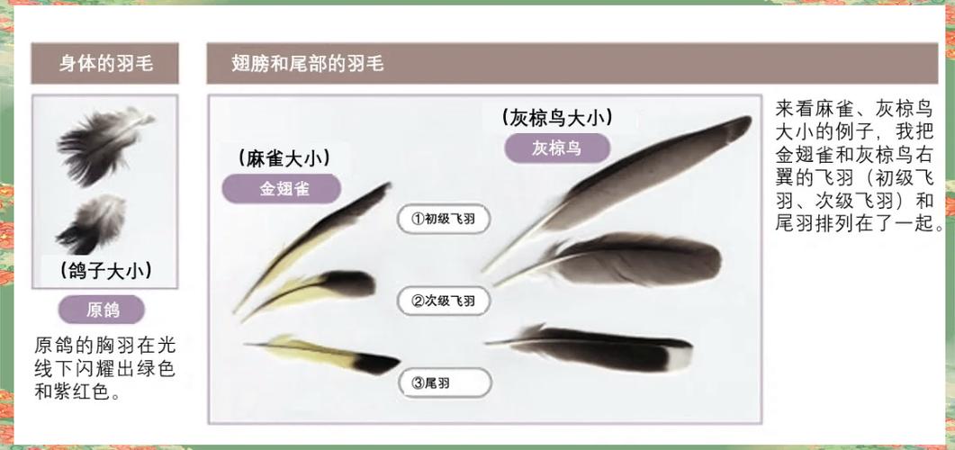 小鸟羽毛掉了会重新长出来吗图标
