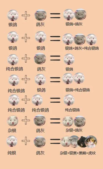 熊类仓鼠配对表图标