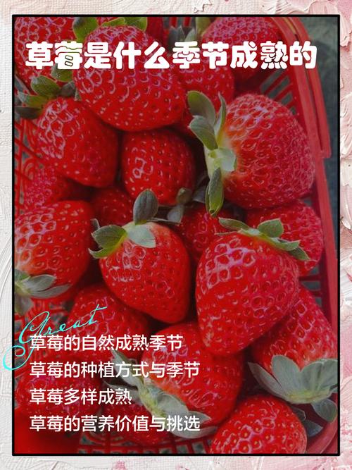 草莓什么时候可以采摘图标