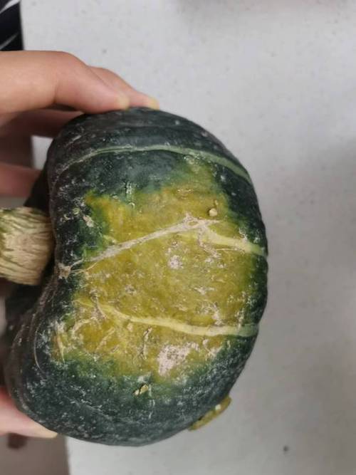 老南瓜坏了能当肥料吗