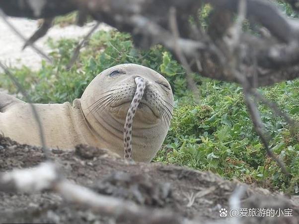 野生鳗鱼发圈文案广告图标
