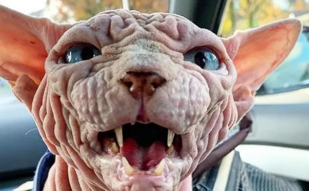 猫能看到灵异的东西么图标