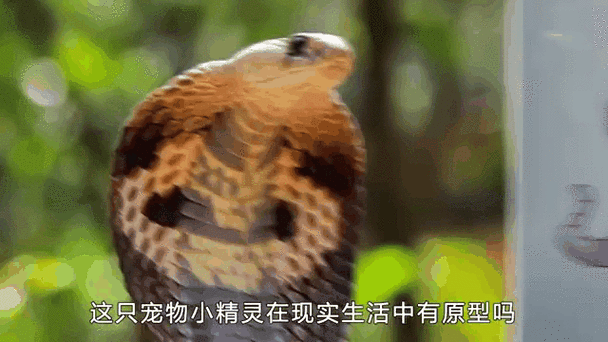 现实生活中的精灵图标