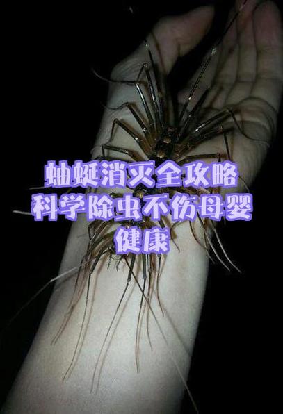 消灭蚰蜒的最好方法图标