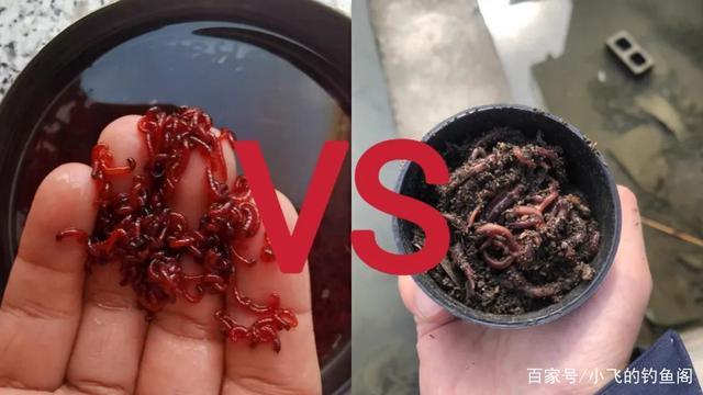 红虫蚯蚓钓鲫鱼哪个快图标