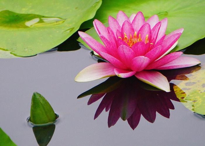睡莲图片图标