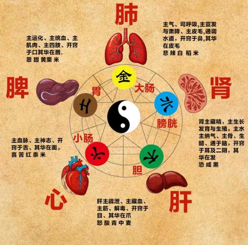 五脏六腑阴阳属性图标