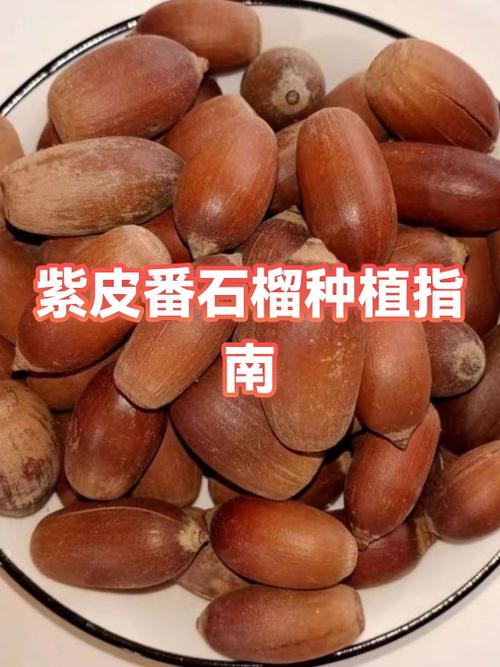 紫石榴最新消息截图