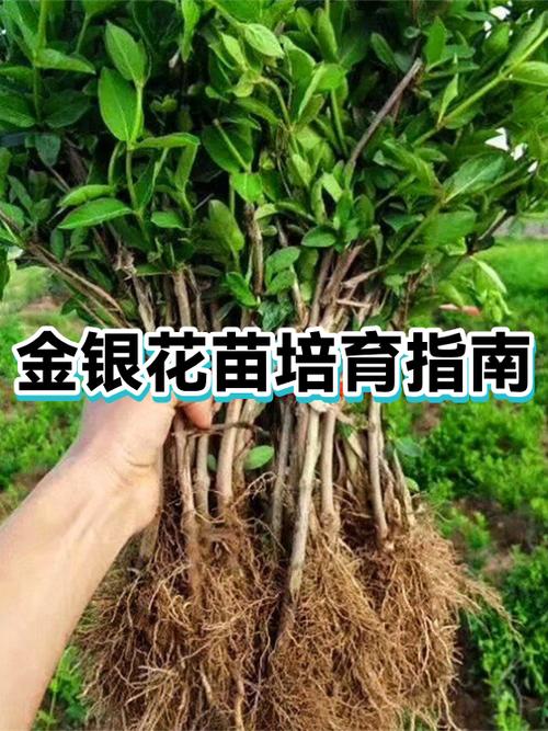 金银花苗多少钱一棵图标