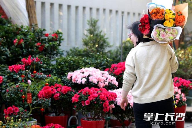 购年花图标