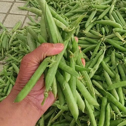新鲜豌豆几月份上市图标