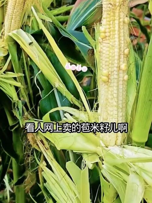 卖苞米最经典十句话图标