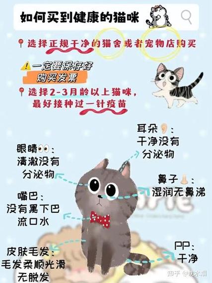 第一次养小猫要注意什么图标