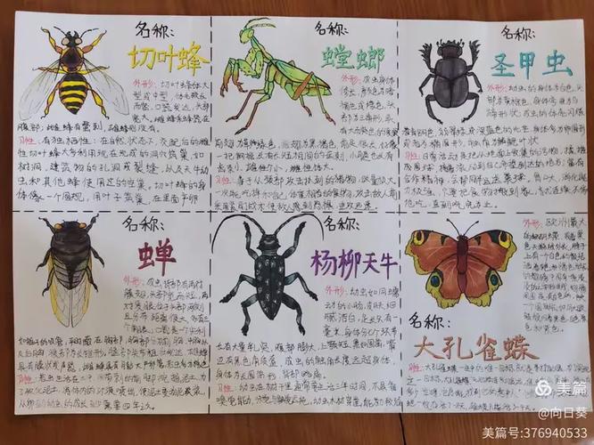昆虫记昆虫名单图标