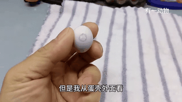 啄壳小洞截图